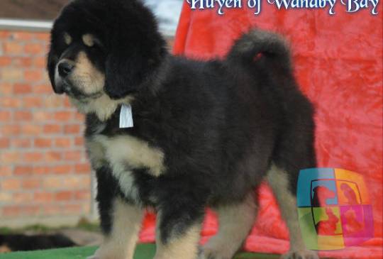 TIBETSKI MASTIFF vrhunsko leglo na proda