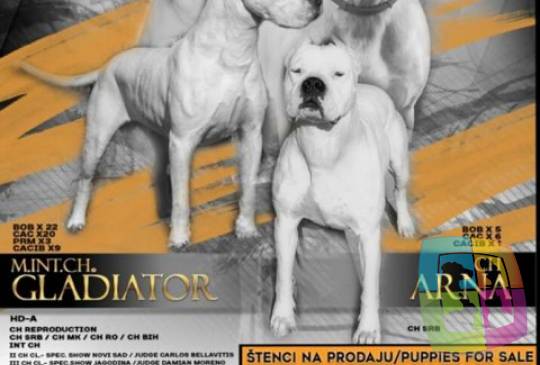 dogo argentino stenci