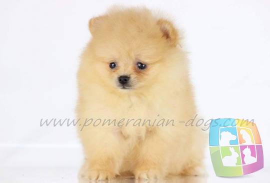 Pomeranac Boo zenkica