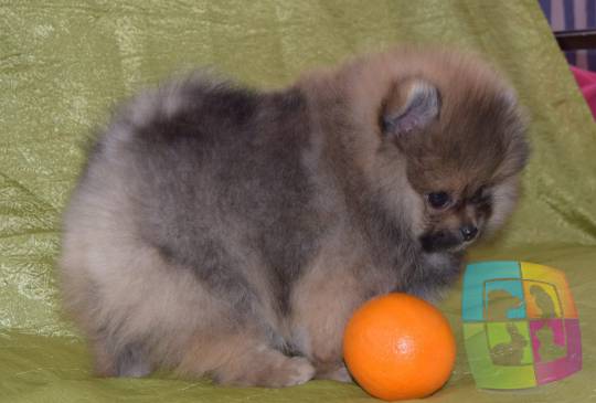 Pomeranski spic Boo