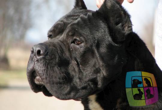 Cane corso slobodan za parenje