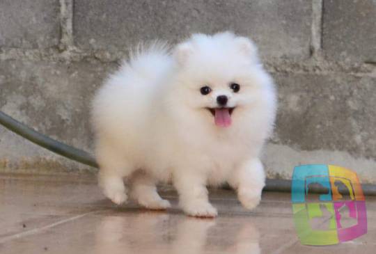 Pomeranski spic Boo