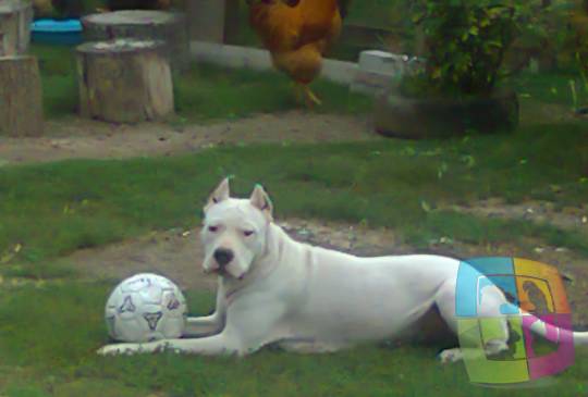 Na Prodaju Stenci Dogo Argentino