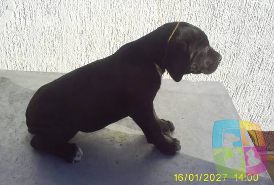 Cane Corso Sampionski stenci prodaja