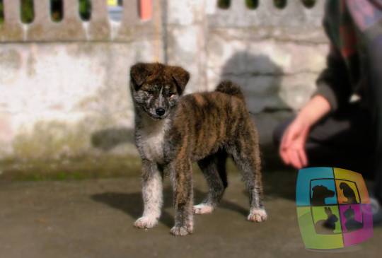 Akita Inu štenci