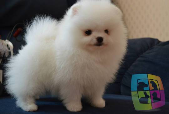 Pomeranski spic Boo