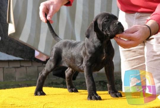 Cane Corso Štenci