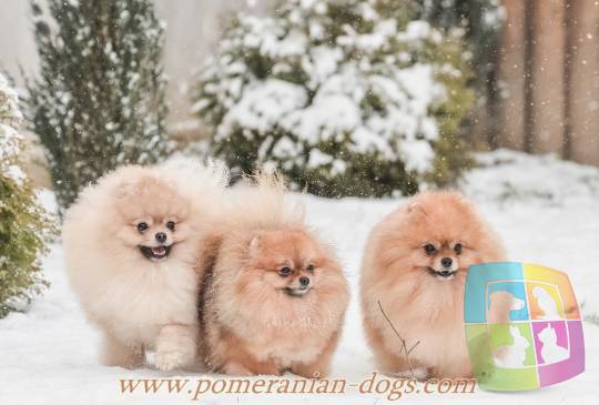 Pomeranac Boo Zenkica