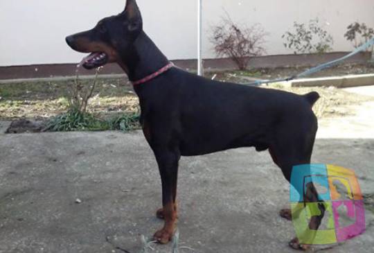 Doberman,mužjak 15 meseci