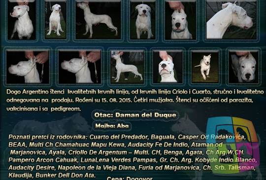 Dogo Argentino štenci na prodaju