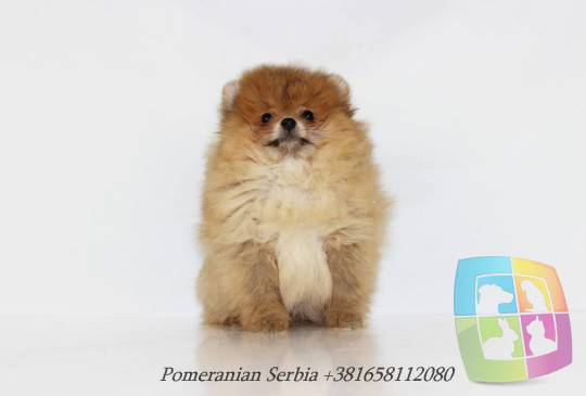 Pomeranski spic Boo dve zenkice