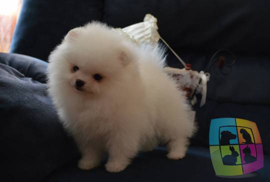 Pomeranski spic BOO