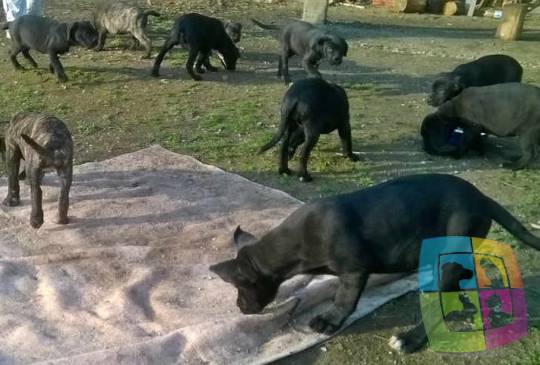 CANE CORSO stenci - vrhunsko odnegovani