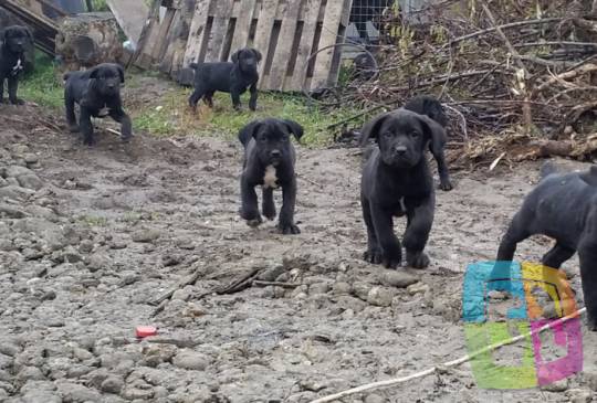 Stenci cane corso