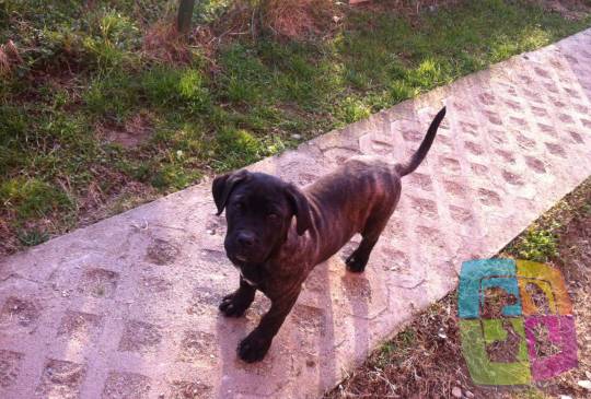 Prodajem štene Cane Corso