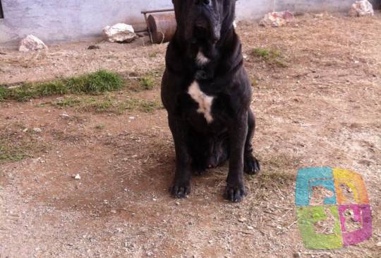 Muzjak Cane Corso, Spreman Za Parenje