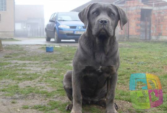 Cane corso štenci