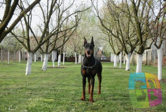 Doberman, stenci na prodaju