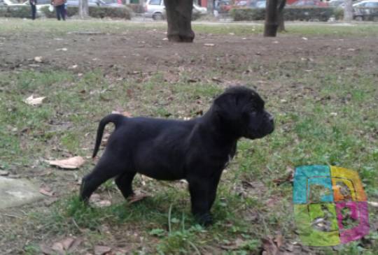 Prodaja stenad Cane Corso