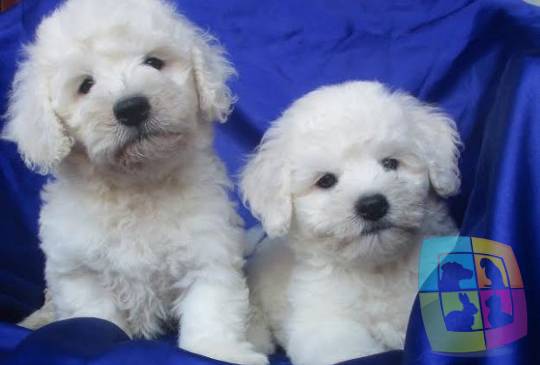 Kovrdzavi bison (BICHON FRISE) - sampion