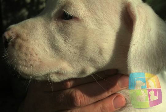 dogo argentino