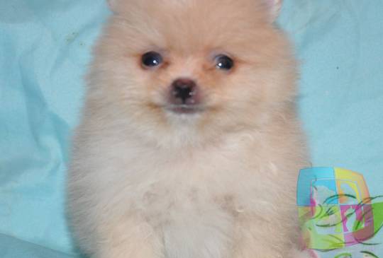 Pomeranski spic BOO