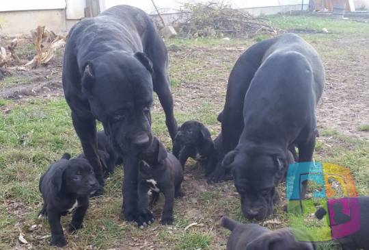 Stenci cane corso