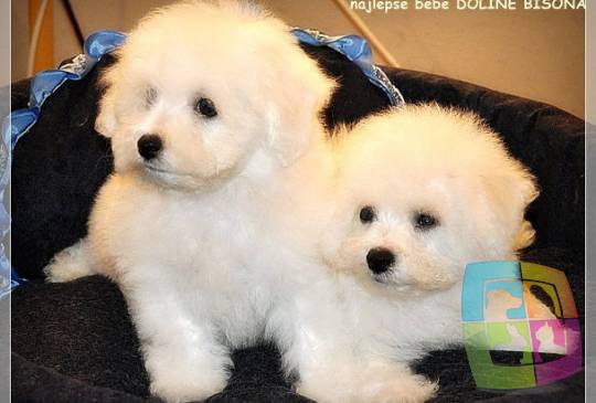 BICHON FRISE - najlepse bebe doline biso