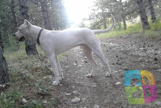 Dogo Argentino