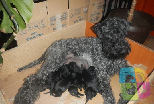 Štenci kerry blue terrier na prodaji