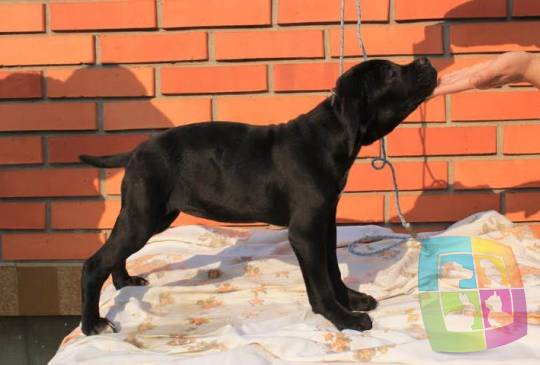 CANE CORSO stenci - sampionskog porekla