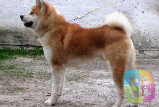 Akita Inu