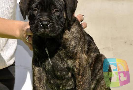 Bull mastiff stenci - izlozbenog potenci