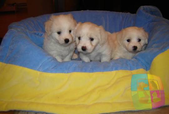 Coton de tulear - prelepi stenci