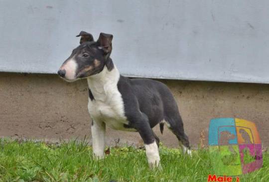 Bull terrier stenad - izuzetnog kvalitet