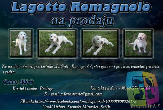 Lagotto Romagnolo na prodaju