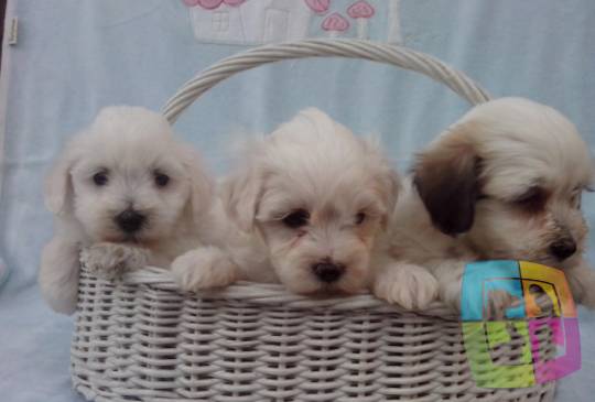 Coton de tulear,tulearski pas,stenci