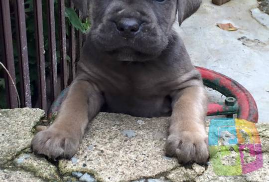 Cane Corso stenci na prodaju