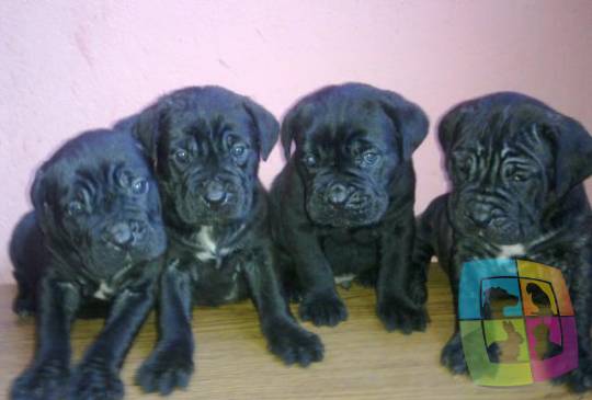 Cane corso stenci