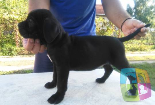 Cane corso, prvobirano zensko stene