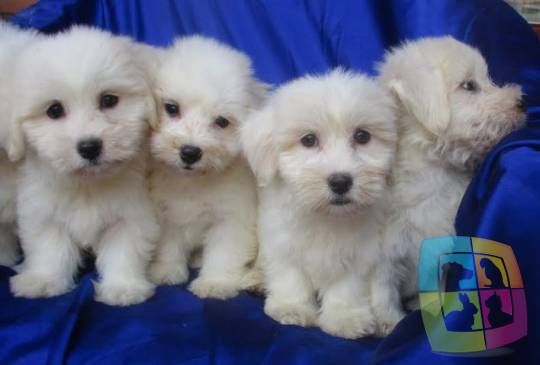 Coton de Tulear stenci - otac sampion