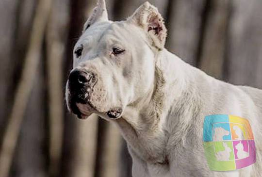 Dogo argentino stenad