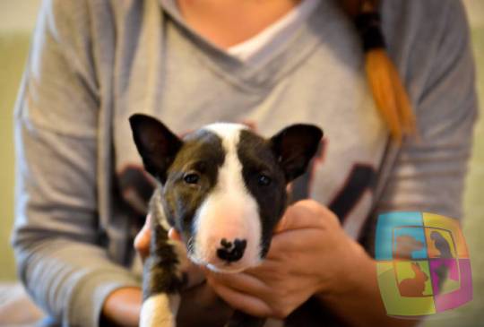 BULL TERRIER - odlicno zensko stene