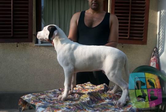 Dogo Argentino Stenc