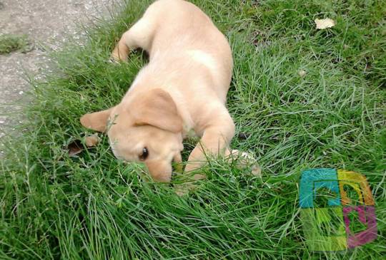 hitno na prodaju zenka labradora