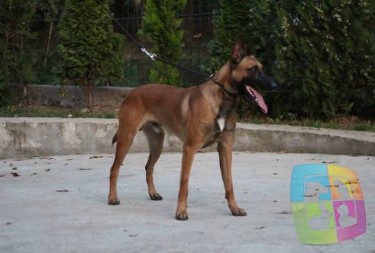 Malinoa muzjak slobodan za parenje