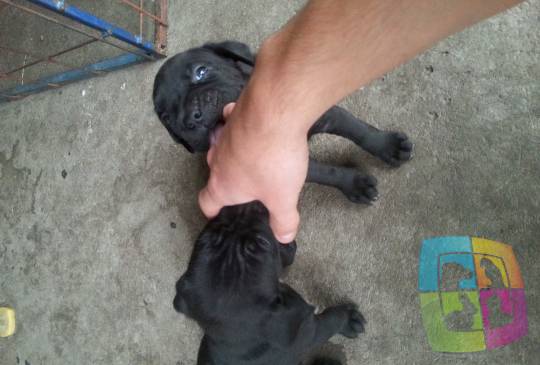 STENCI CANE CORSO