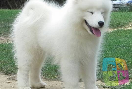 Samojed stenci