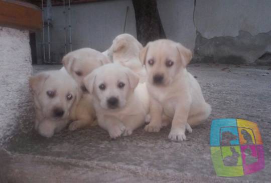 Ženke belog labradora