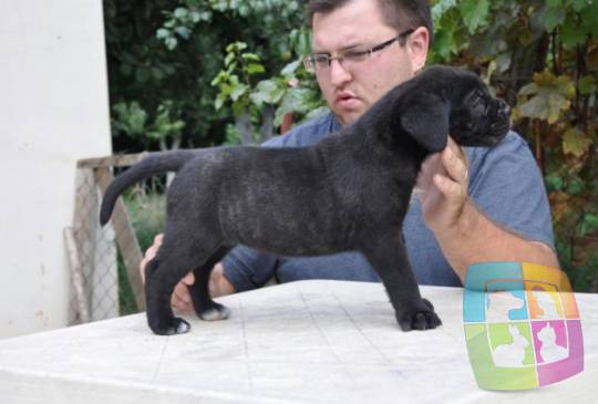 Cane corso stenci